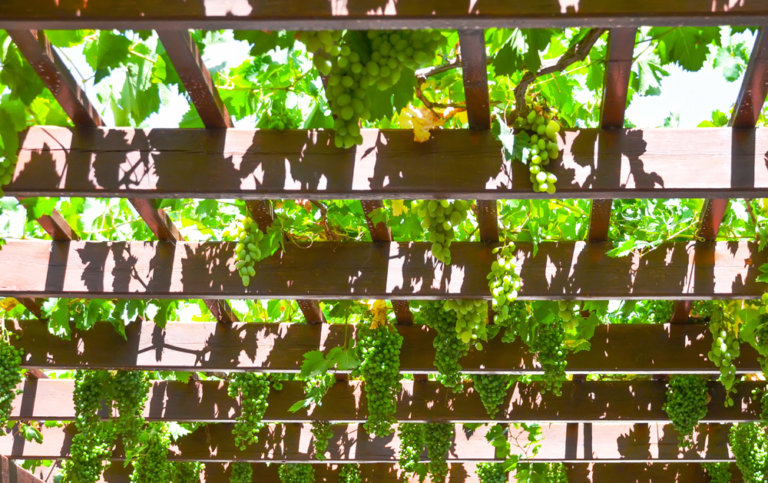 CRETE WINE